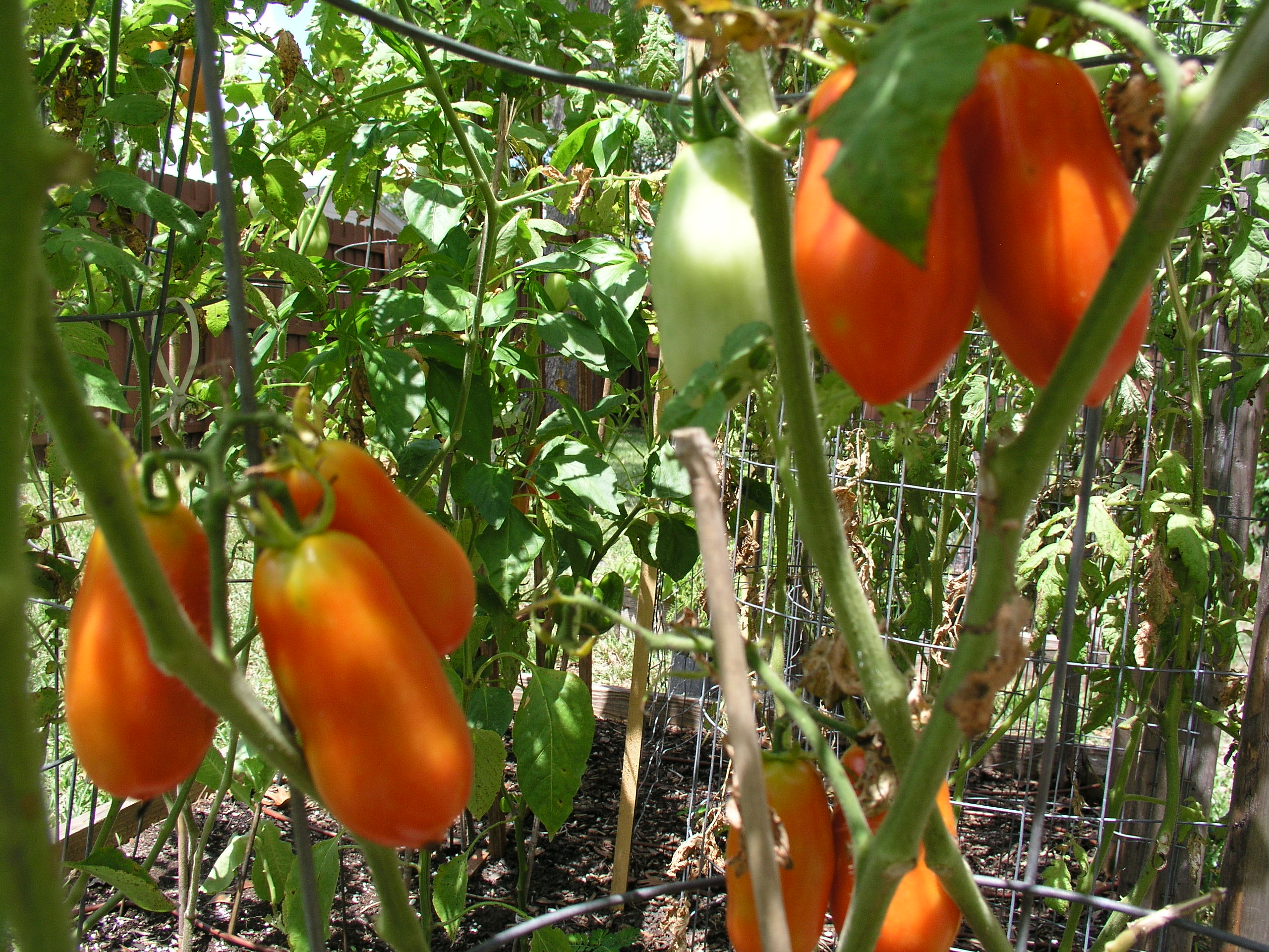 San Marzano Lungo Growin Crazy Acres San Marzano Lungo Growin Crazy Acres