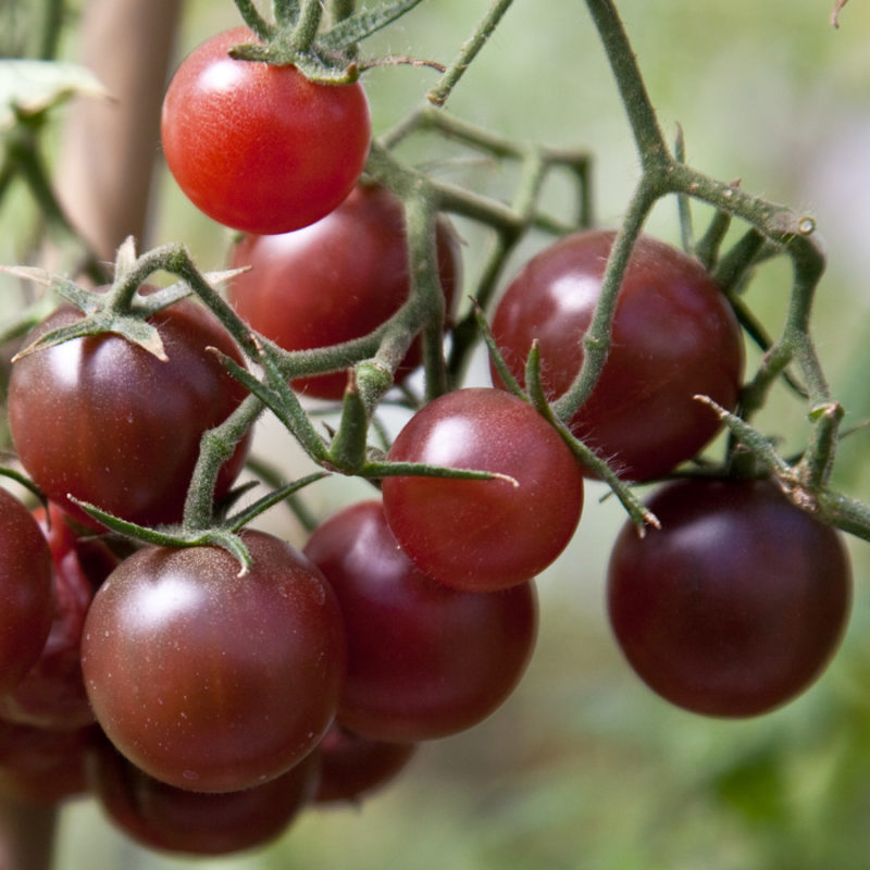 Heirloom Seeds Florida Backyard Garden - Growin' Crazy Acres