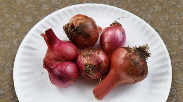 Red Creole Onion | Heirloom Seeds for Southern Gardens
