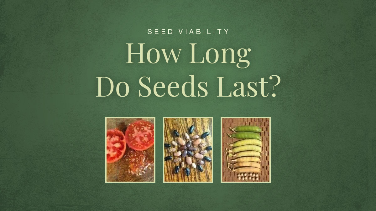 Seed Viability: How Long Garden Seeds Last