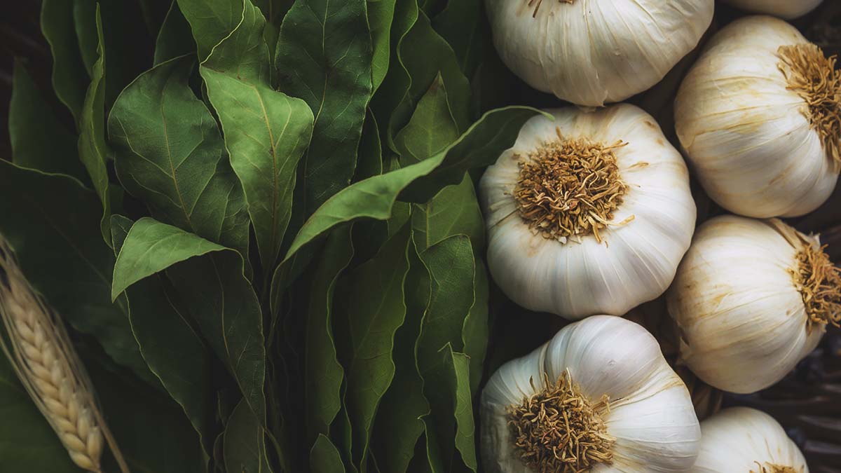 How to Grow Garlic in Southern Gardens | Garlic Growing Guide